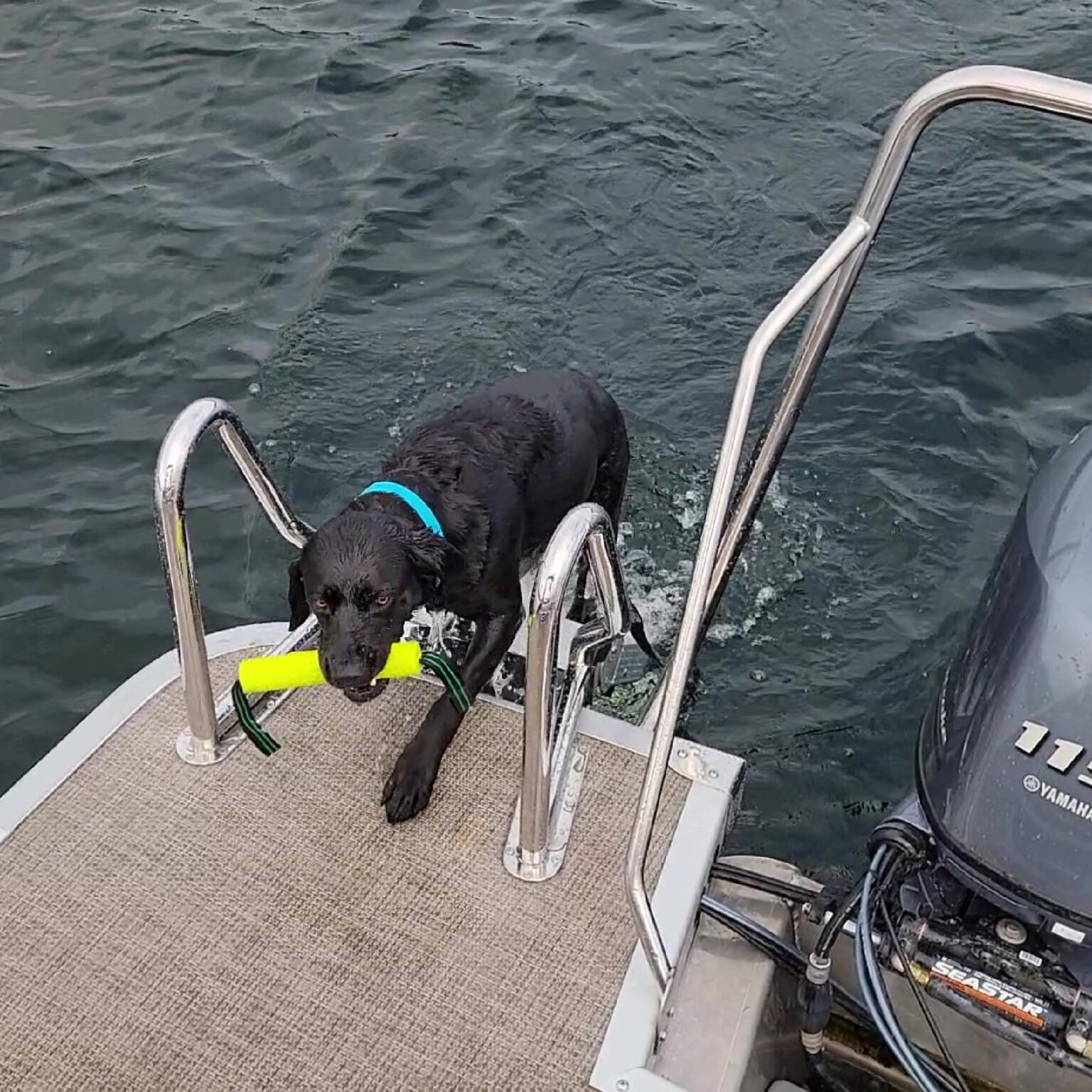 Easy Step Boarding Ladder - Lillipad Marine